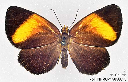 Papua Insects Foundation (Lepidoptera/Callidulidae/Petavia petavius)